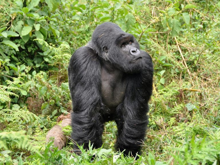 Gorilla Species