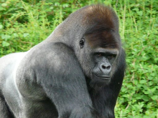 Gorilla Species